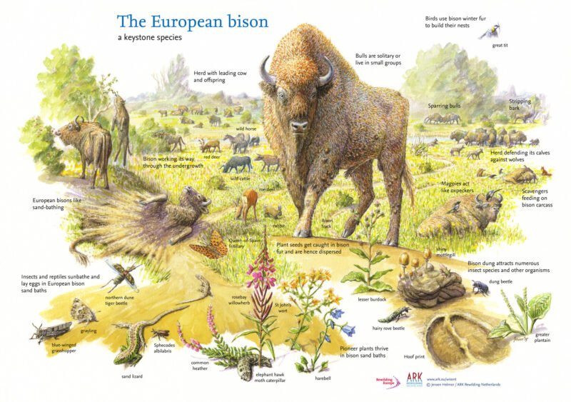LIFE with Bison | Rewilding Europe